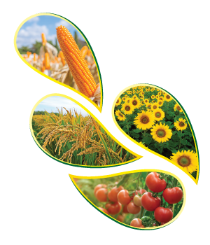 Home - UDDIPAN Agro Limited